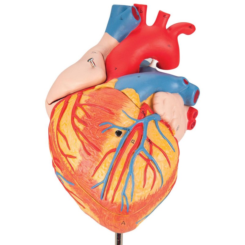Modèle cœur humain agrandi 2x 3B Scientific | Teamalex Medical
