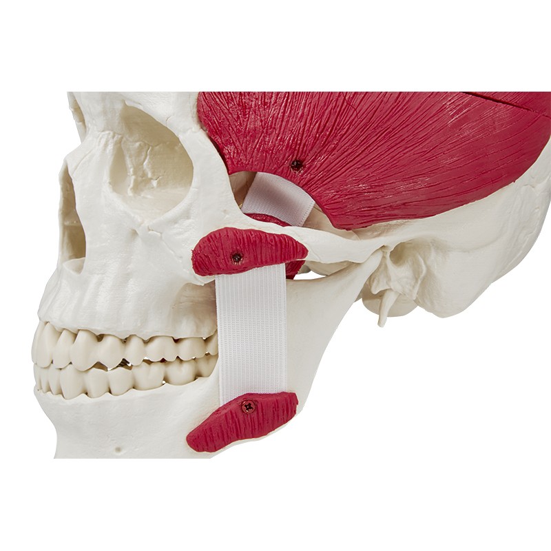 Crâne avec muscles masticateurs – Modèle 3 parties | Teamalex Medical