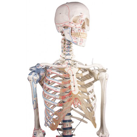 Squelette adulte Bert | marques musculaires ligaments | Teamalex