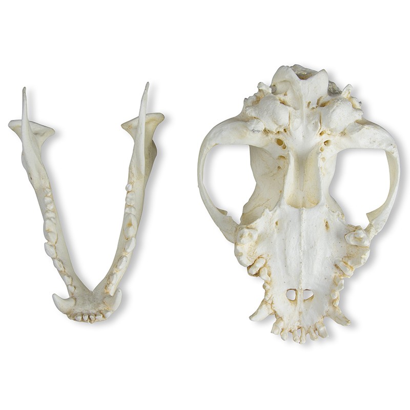 Crâne de chien domestique – Modèle vétérinaire anatomique | Teamalex