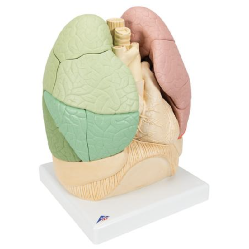 Poumon segmenté | Modèles médicaux d'Anatomie | Teamalex Medical