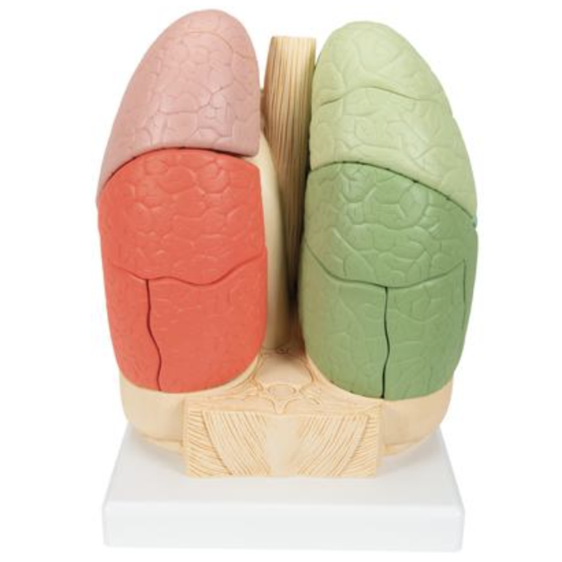 Poumon segmenté | Modèles médicaux d'Anatomie | Teamalex Medical