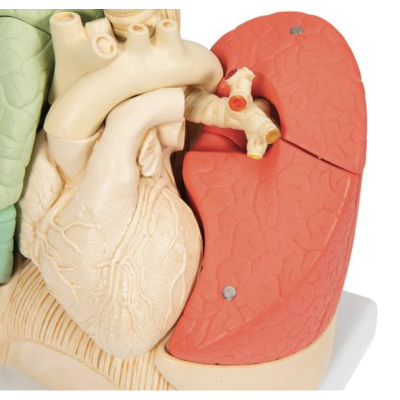 Poumon segmenté 3B Scientific détaillé | Teamalex Medical