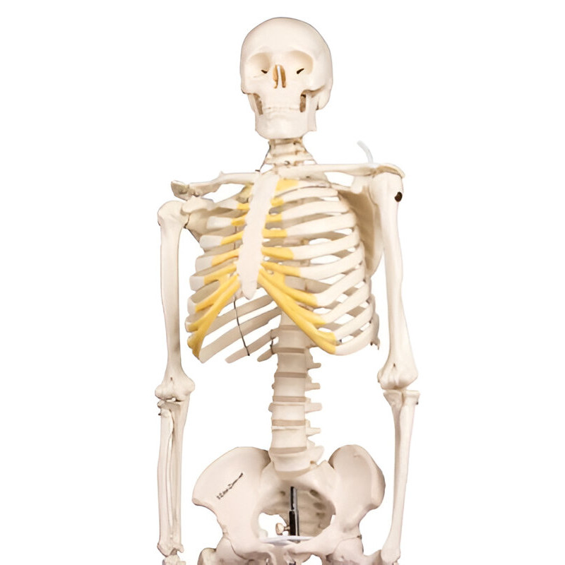 Squelette humain entier démontable Tom | Teamalex Medical Technologies
