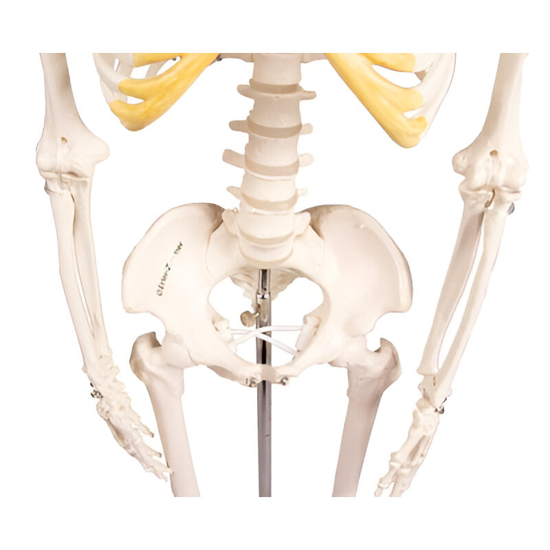 Squelette humain entier démontable Tom | Teamalex Medical Technologies