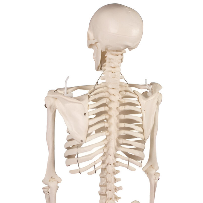 Squelette humain entier démontable Tom | Teamalex Medical Technologies