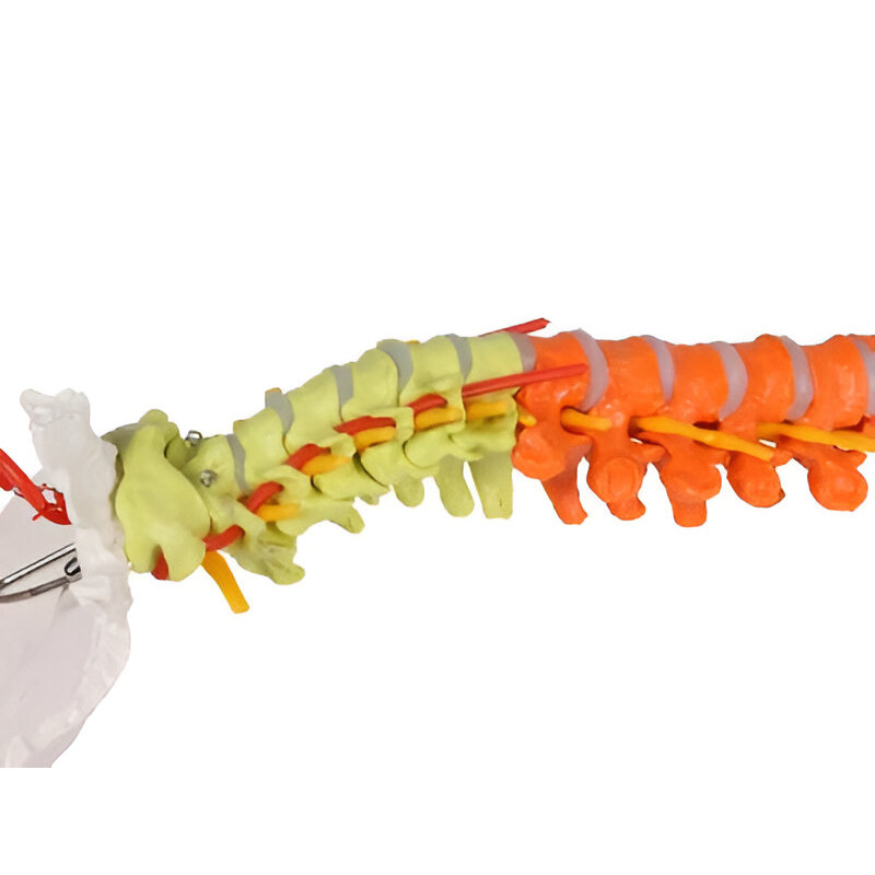 Colonne vertébrale divisée en segments vertébraux | Teamalex Medical
