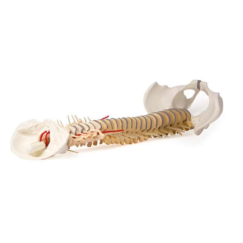 Colonne vertébrale colorée avec bassin | Teamalex Medical Technologies