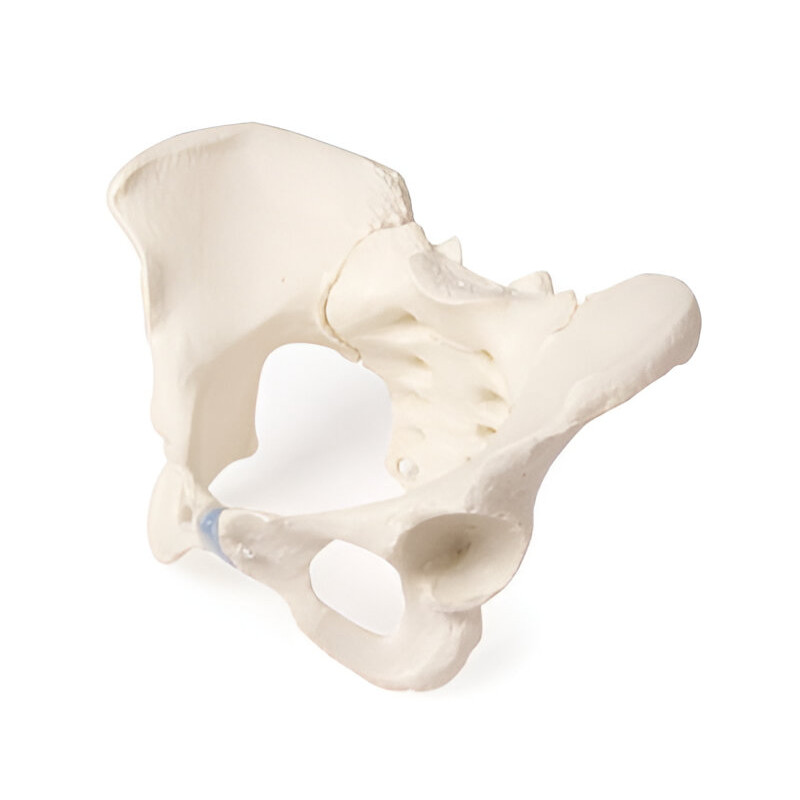 Squelette du bassin féminin avec sacrum | Teamalex Medical Technologies