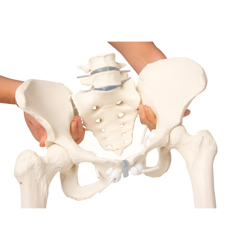 Squelette flexible du bassin avec sacrum, lombaires et fémurs | Teamalex