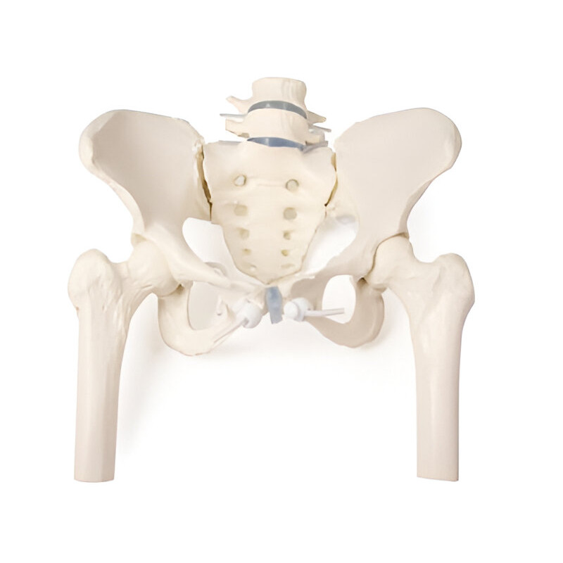 Squelette flexible du bassin avec sacrum, lombaires et fémurs | Teamalex