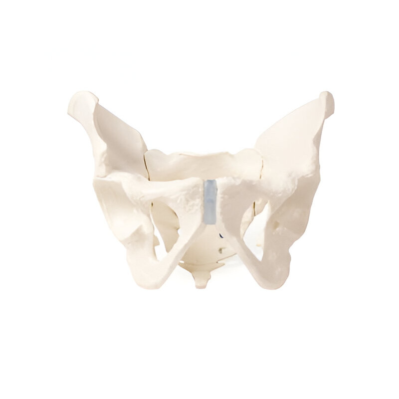Squelette du bassin masculin et sacrum | Teamalex Medical Technologies