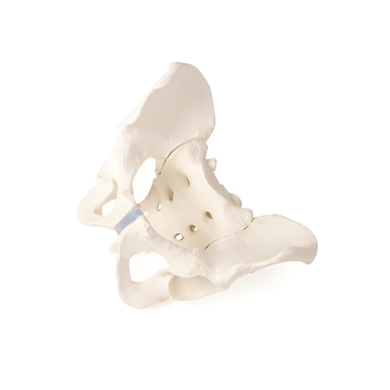 Squelette du bassin masculin et sacrum | Teamalex Medical Technologies