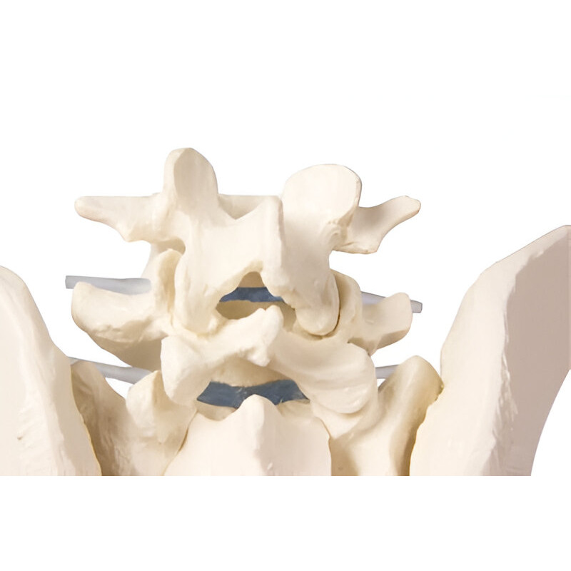 Squelette du bassin masculin et sacrum | Teamalex Medical Technologies