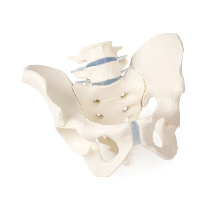 Squelette du bassin masculin avec sacrum et lombaires | Teamalex