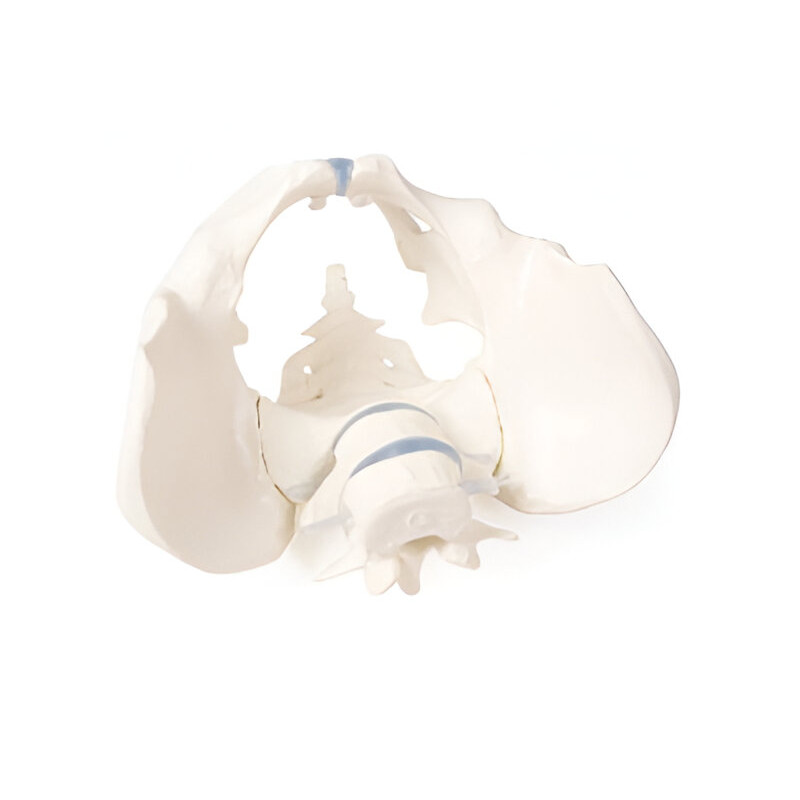 Squelette du bassin masculin avec sacrum et lombaires | Teamalex