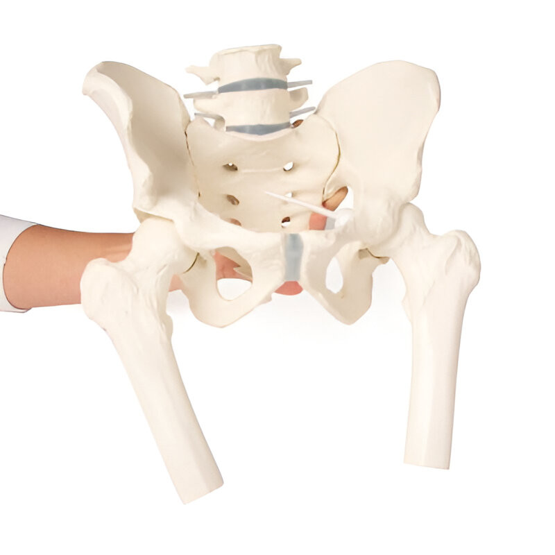Squelette du bassin masculin avec sacrum, lombaires et fémurs | Teamalex