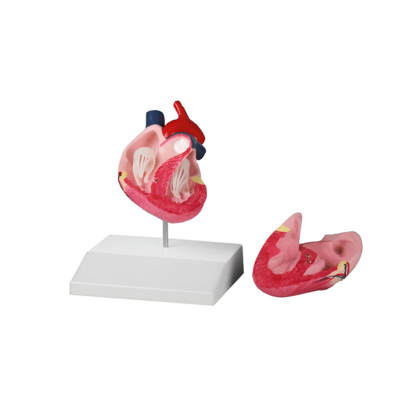 Modèle anatomique d'un coeur de chien | Teamalex Medical Technologies