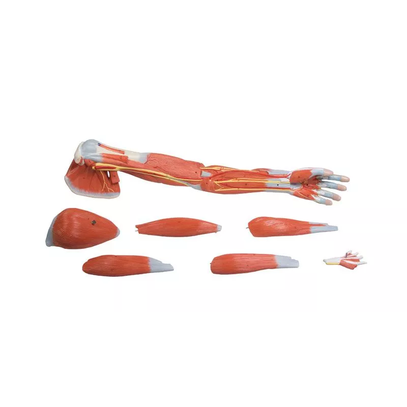 Modèle anatomique muscles du bras humain 7 parties | Teamalex Medical
