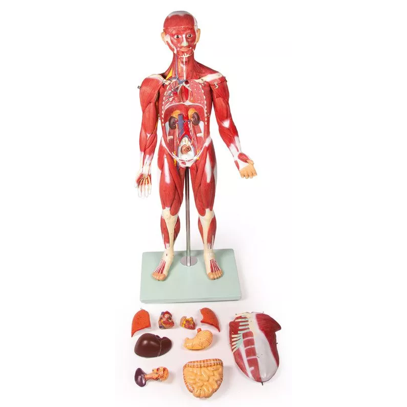 Figurine musclée 30 pièces 85 cm – Modèle B160 | Teamalex Medical